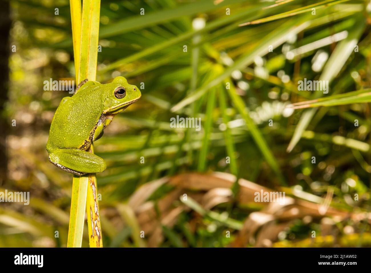 Happy tree frog hi-res stock photography and images - Alamy