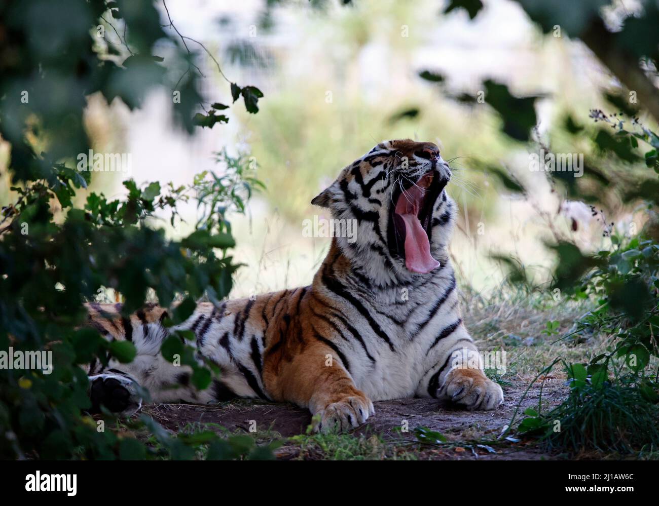 An Amur tiger relaxing in the shade Stock Photo - Alamy