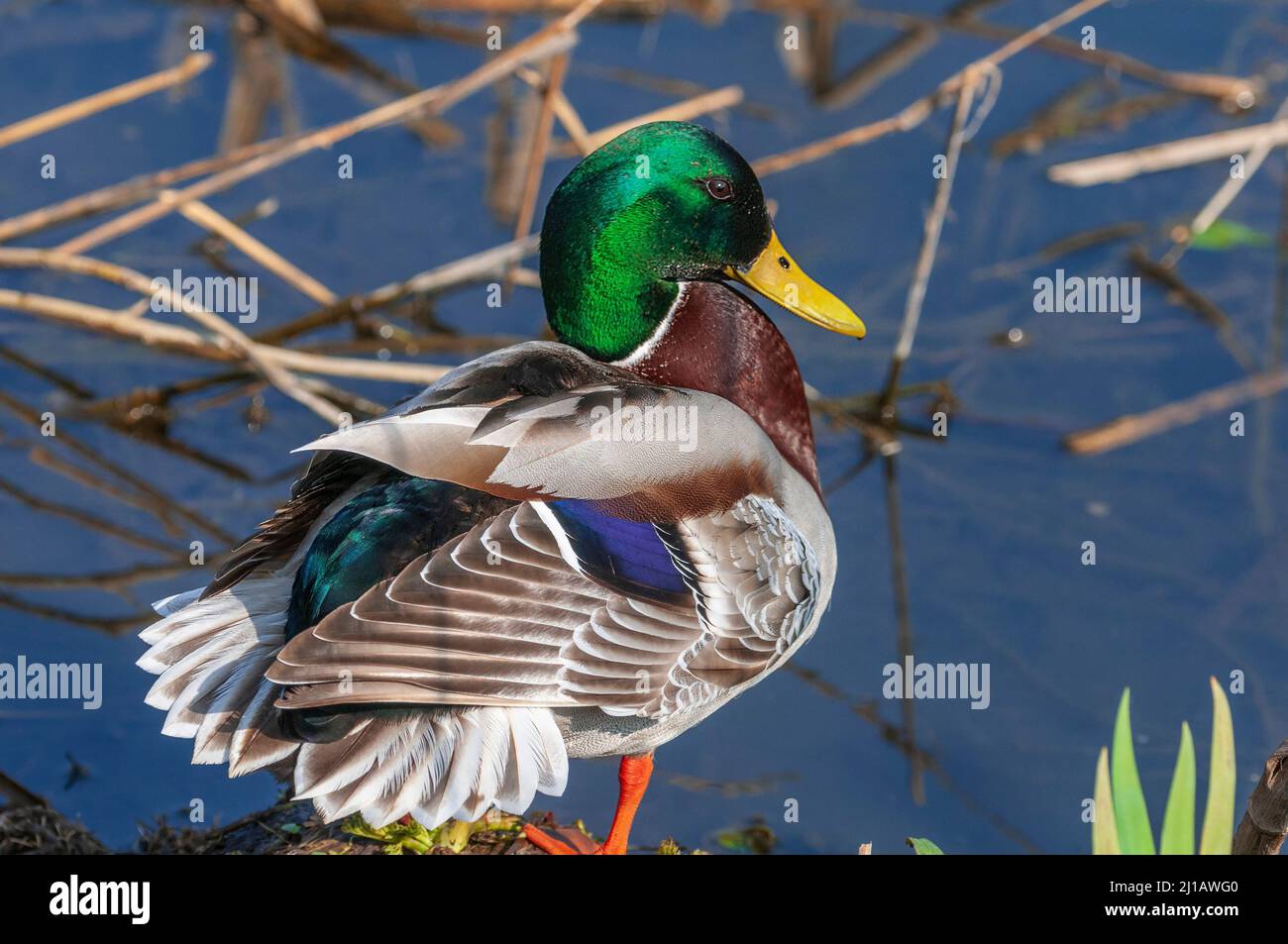 Mallard duck drake Stock Photo - Alamy