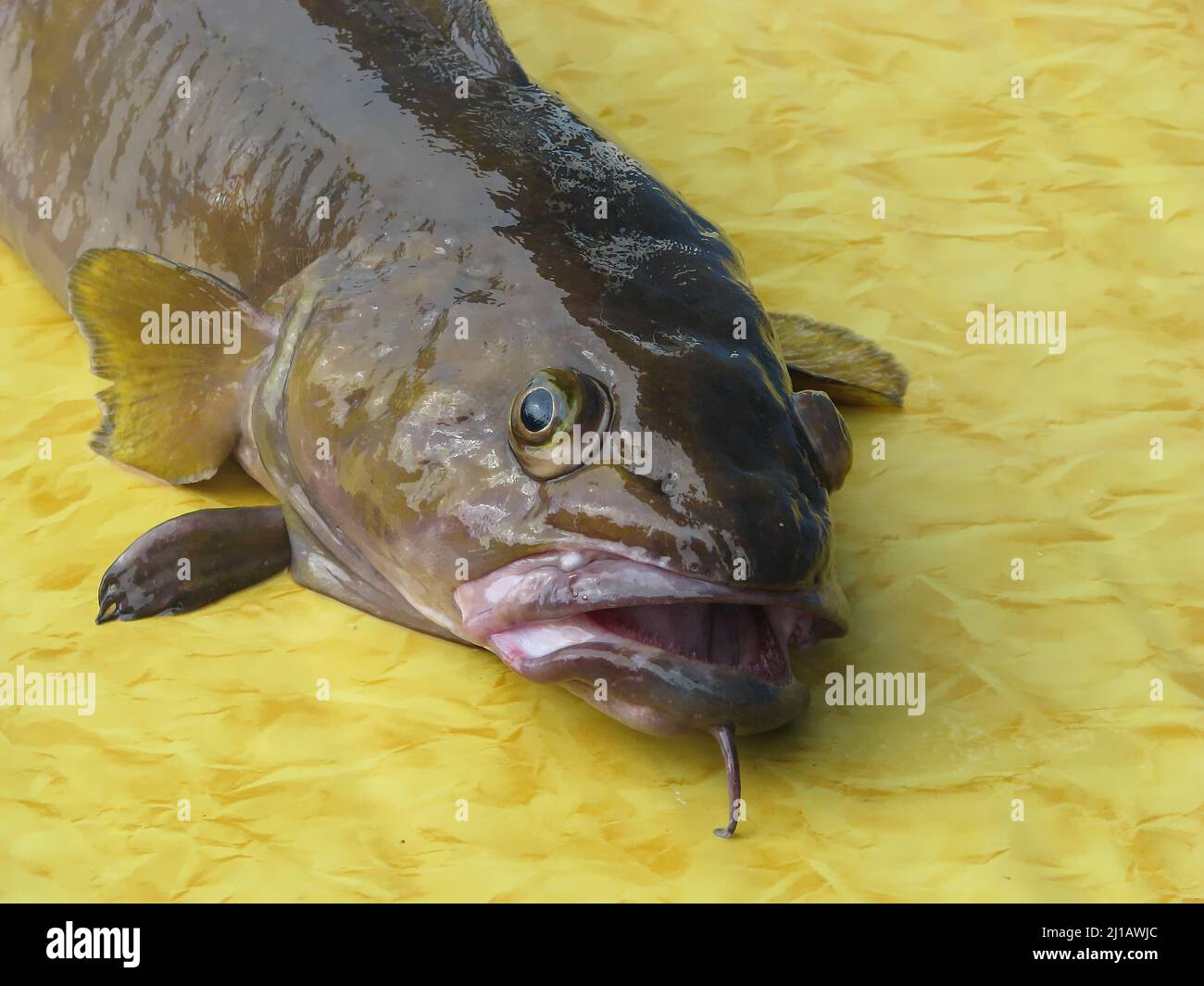 Gadus delicious hi-res stock photography and images - Alamy