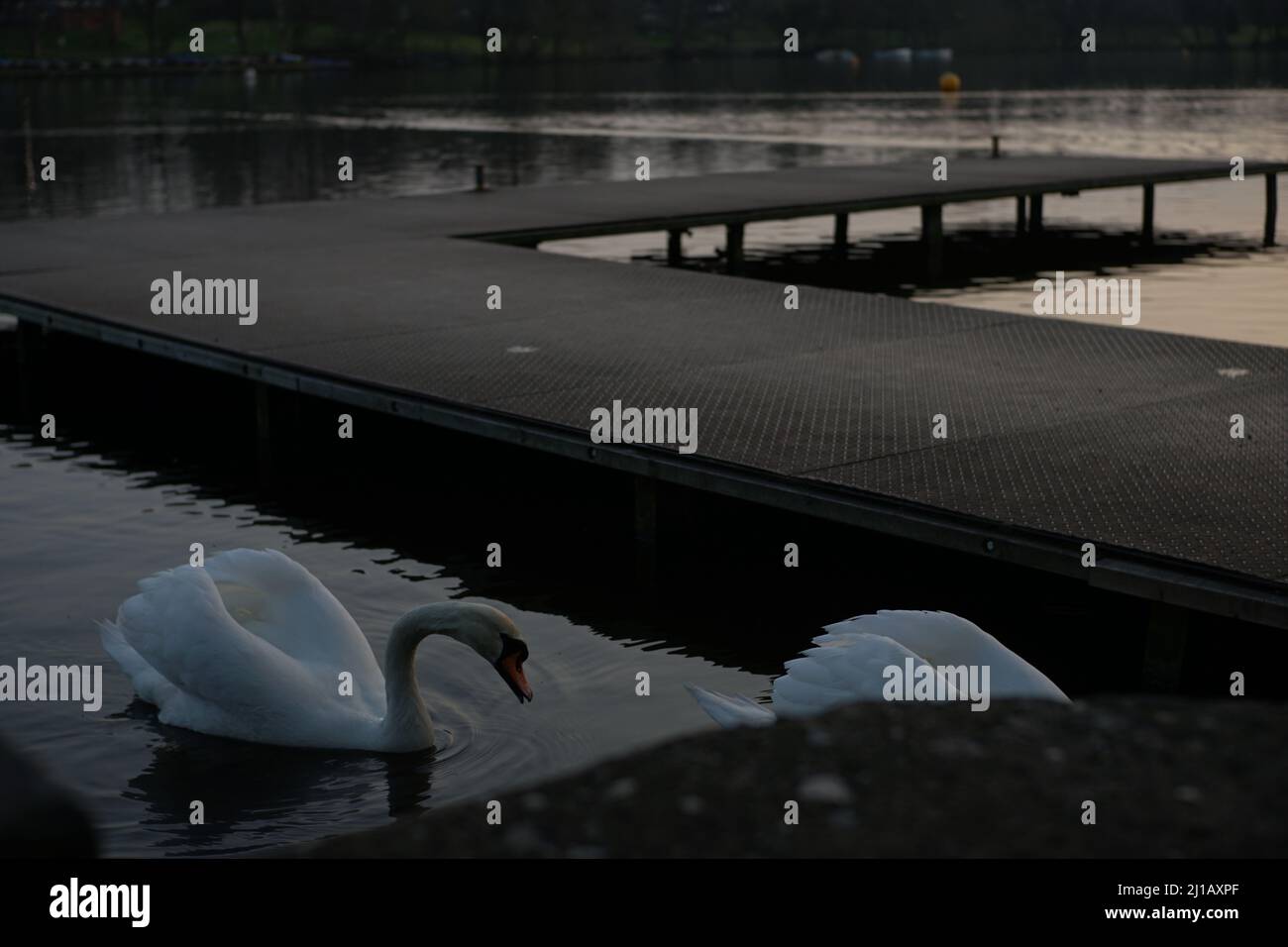 Two Swans Play in the lake as the sun sets behind them Stock Photo - Alamy