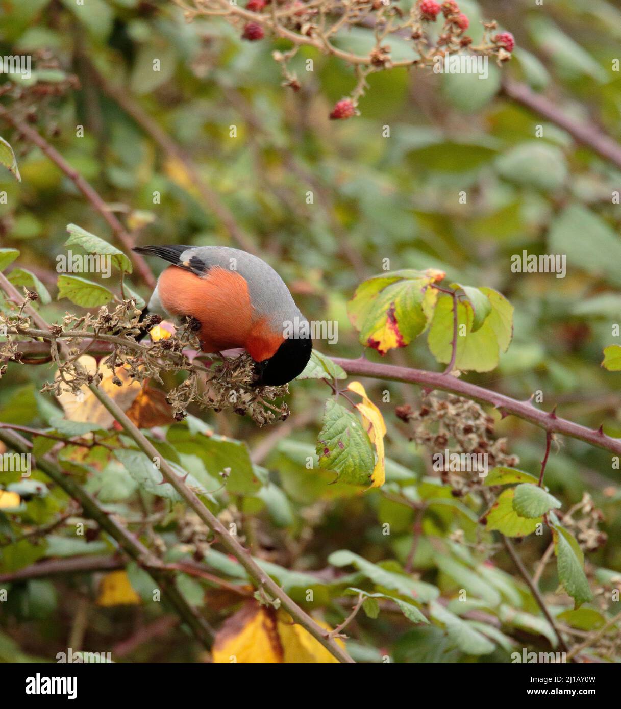 Bullfinch flying uk hi-res stock photography and images - Alamy
