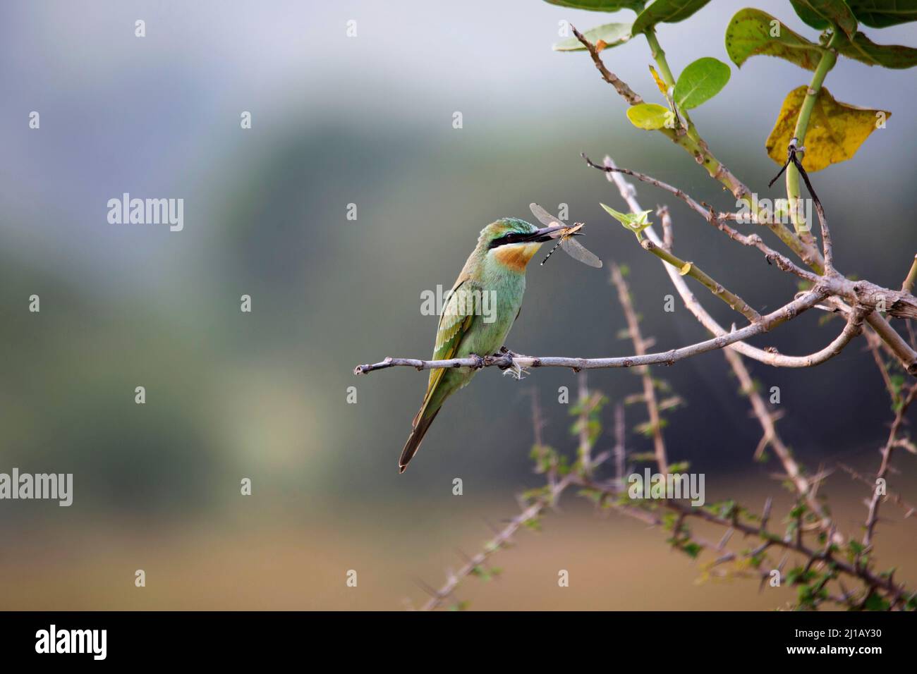 Blue-cheeked bee-eater, Merops persicus, Satara, Maharashtra, India ...