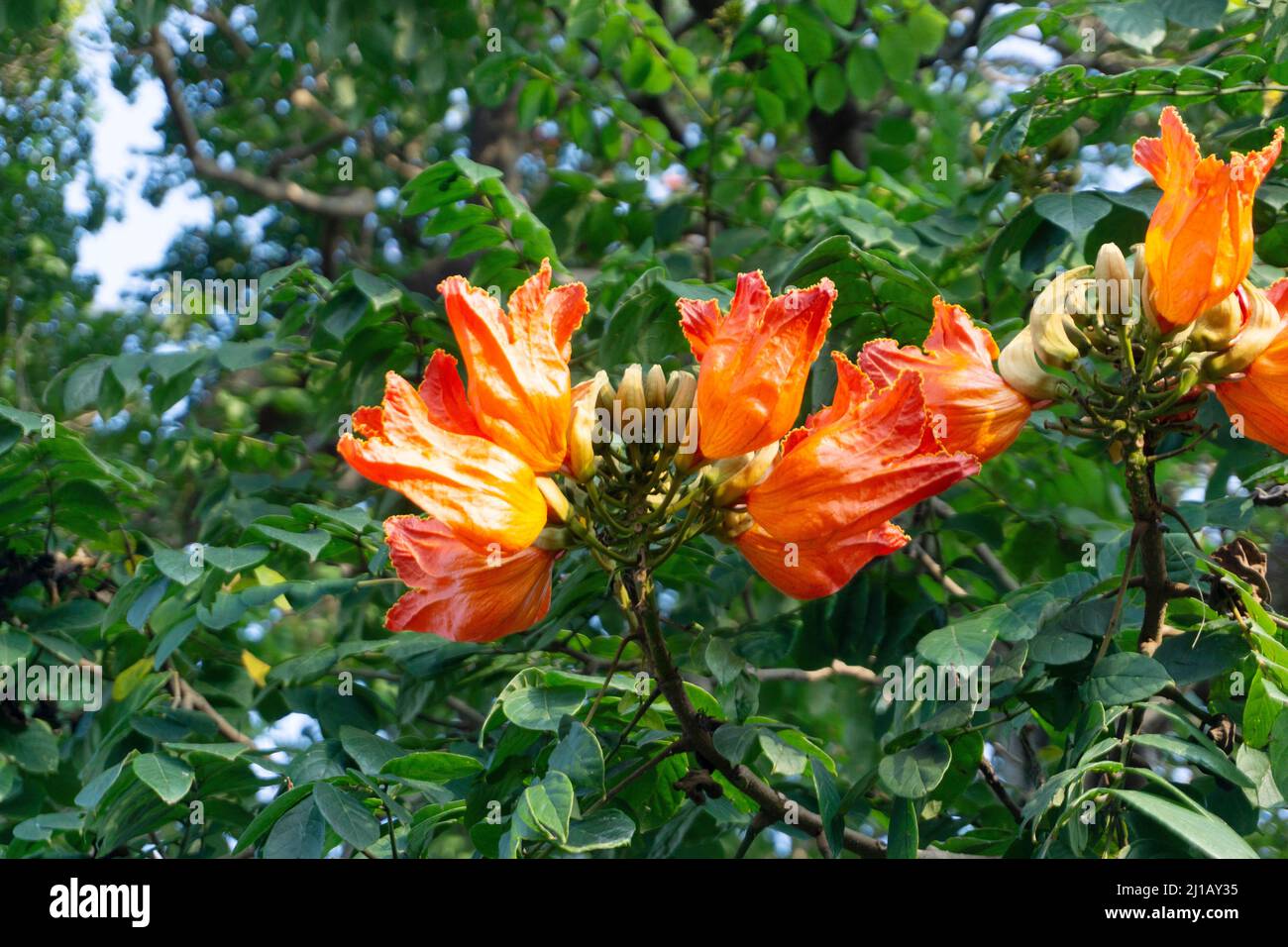 African tulip tree [spathodea hi-res stock photography and images - Alamy