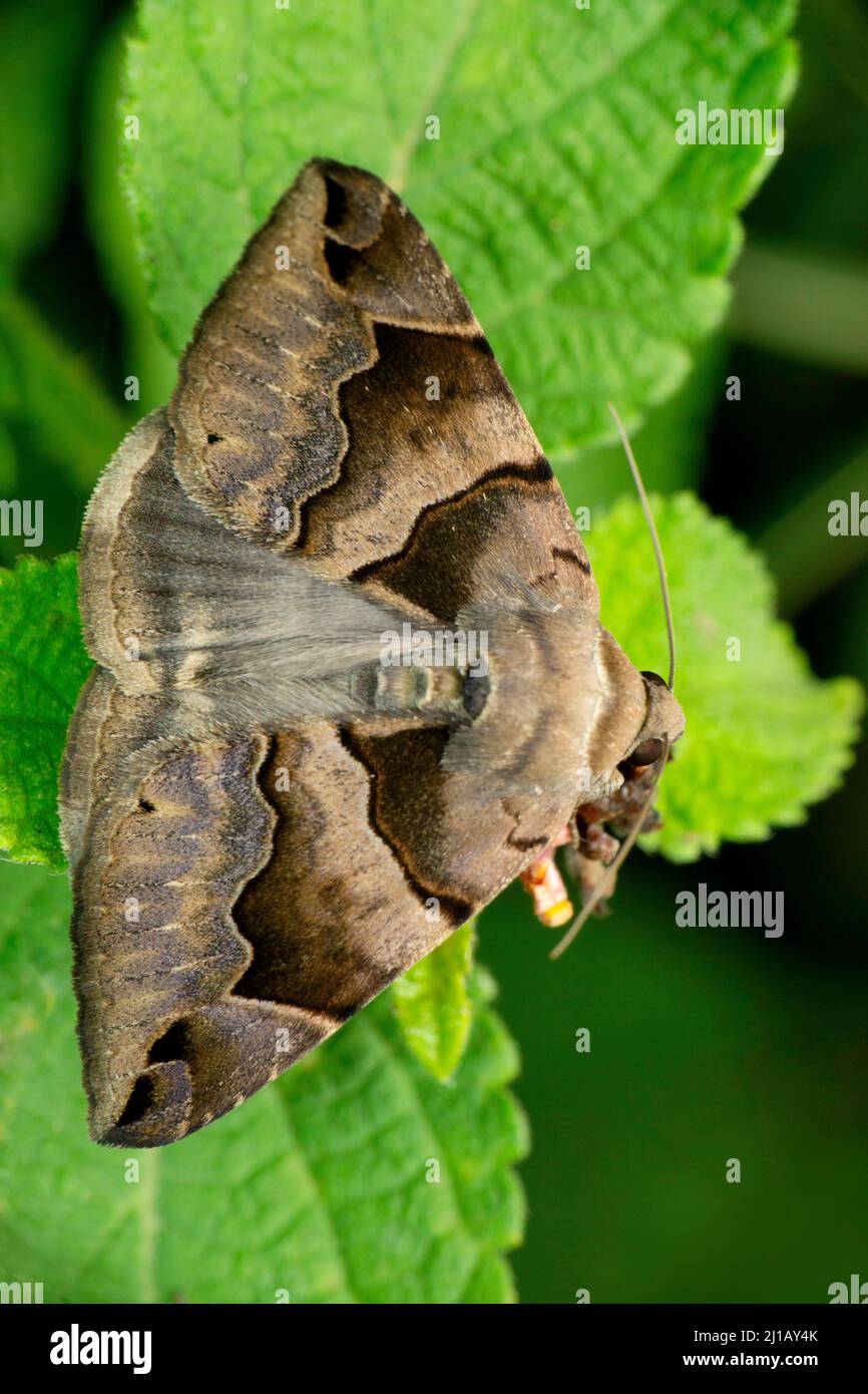 Triangle moth species, Satara, Maharashtra, India Stock Photo - Alamy