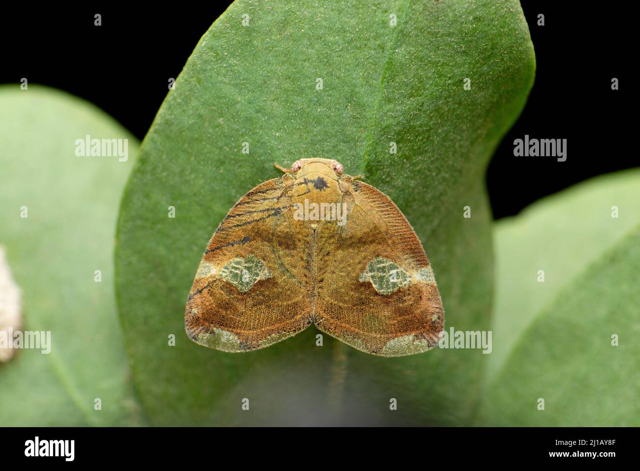 Fulgoridae planthopper, Poiocera pandora, Satara, Maharashtra, India ...