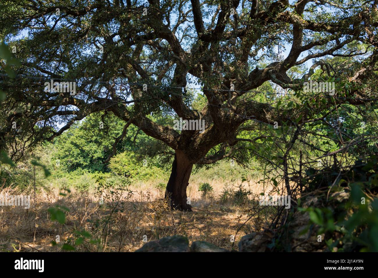 A sardinia cork tree in a garden Stock Photo - Alamy