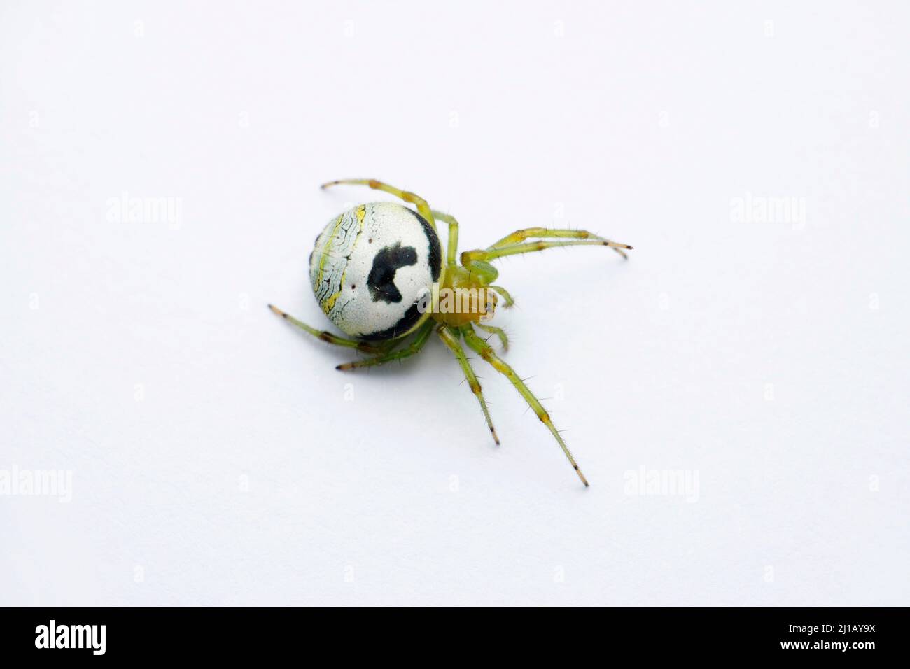 Kidney garden spider, Araneus mitificus, Satara, Maharashtra, India ...