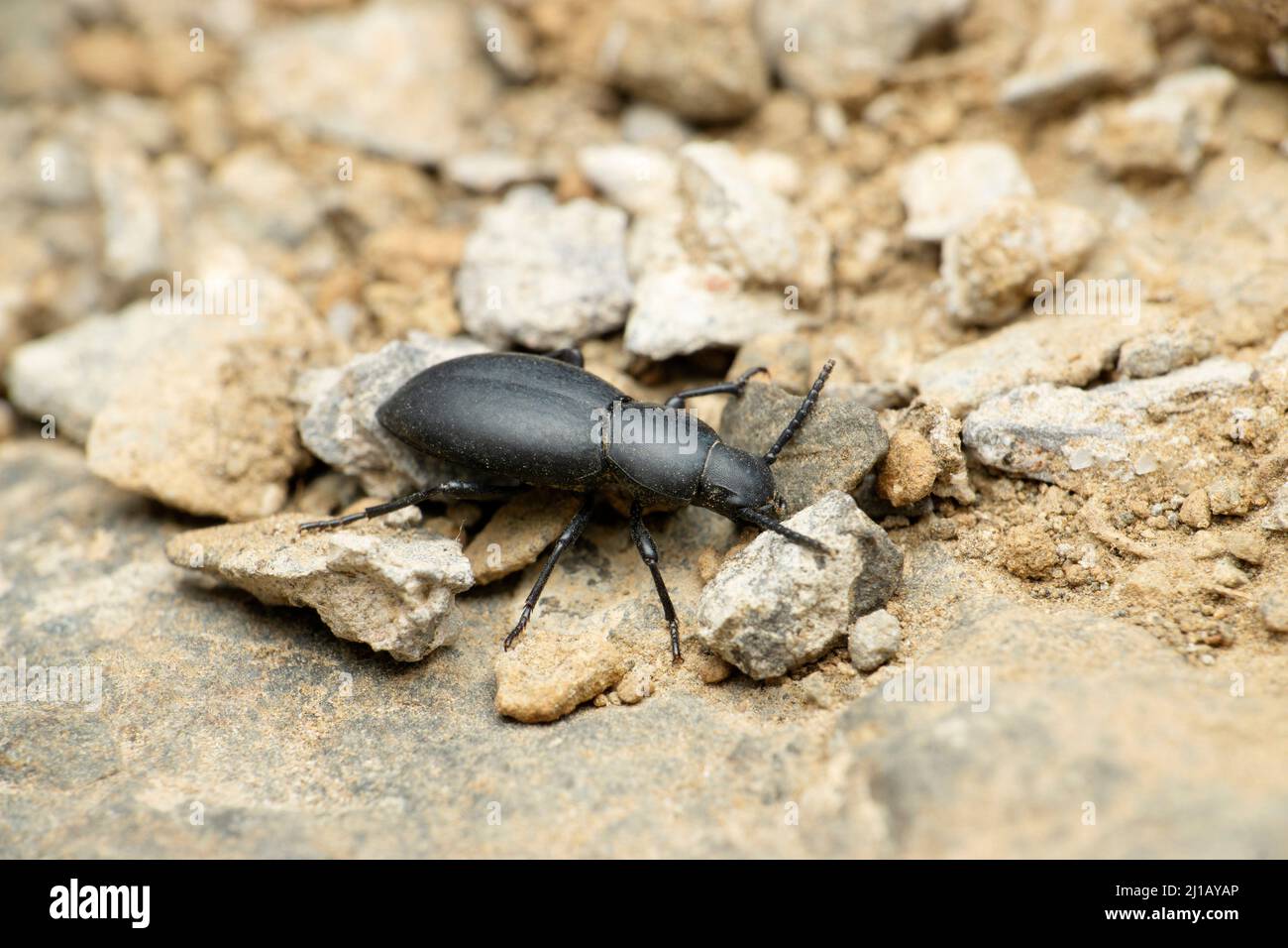 Black ground beetle species, Satara, Maharashtra, India Stock Photo - Alamy