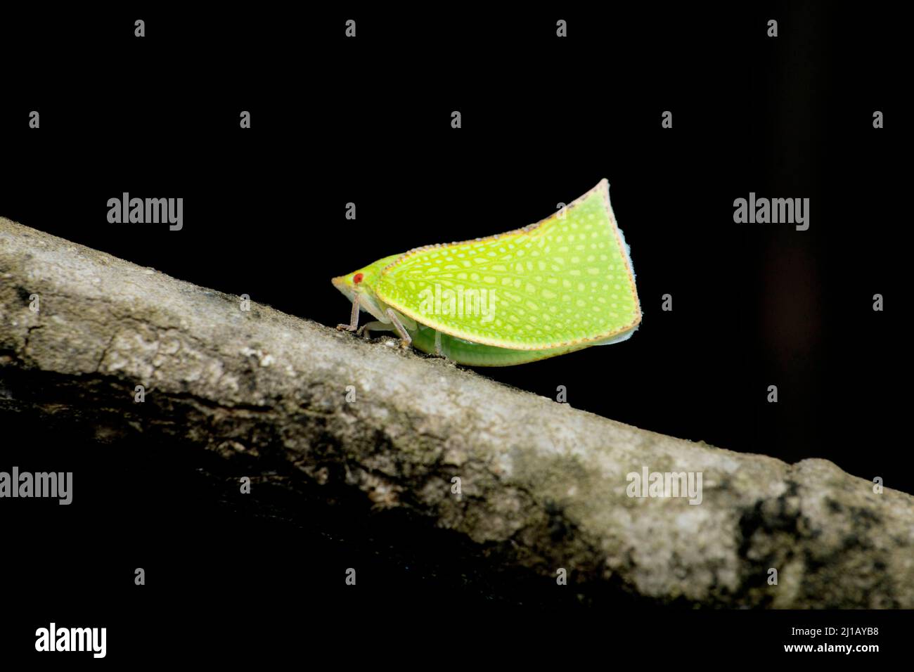 Fish moth hopper, Siphanta acuta, Satara, Maharashtra, India Stock ...