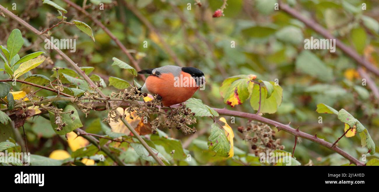 Resting bullfinch hi-res stock photography and images - Alamy