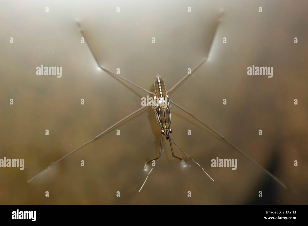 Water skipper, Gerridae, Hemiptera, Water bugs, pond skaters, water ...