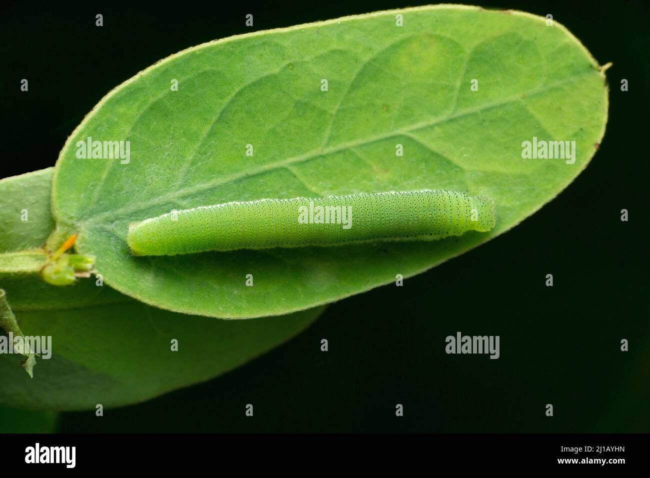 Caterpillar silk cloth hi-res stock photography and images - Alamy