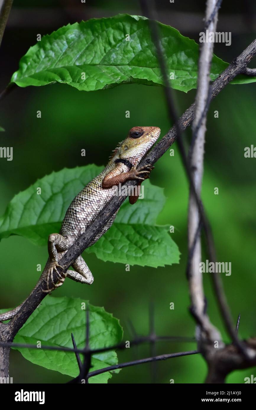 Oriental garden lizard india hi-res stock photography and images - Alamy