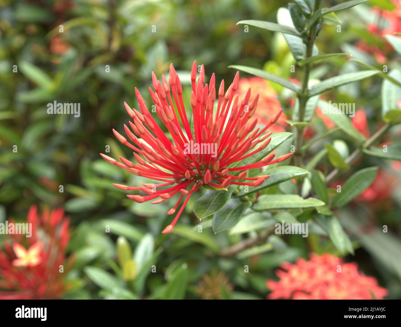 Red Asoka Flower (Ixora coccinea) Flame of the Wood Bunga Asoka Merah ...