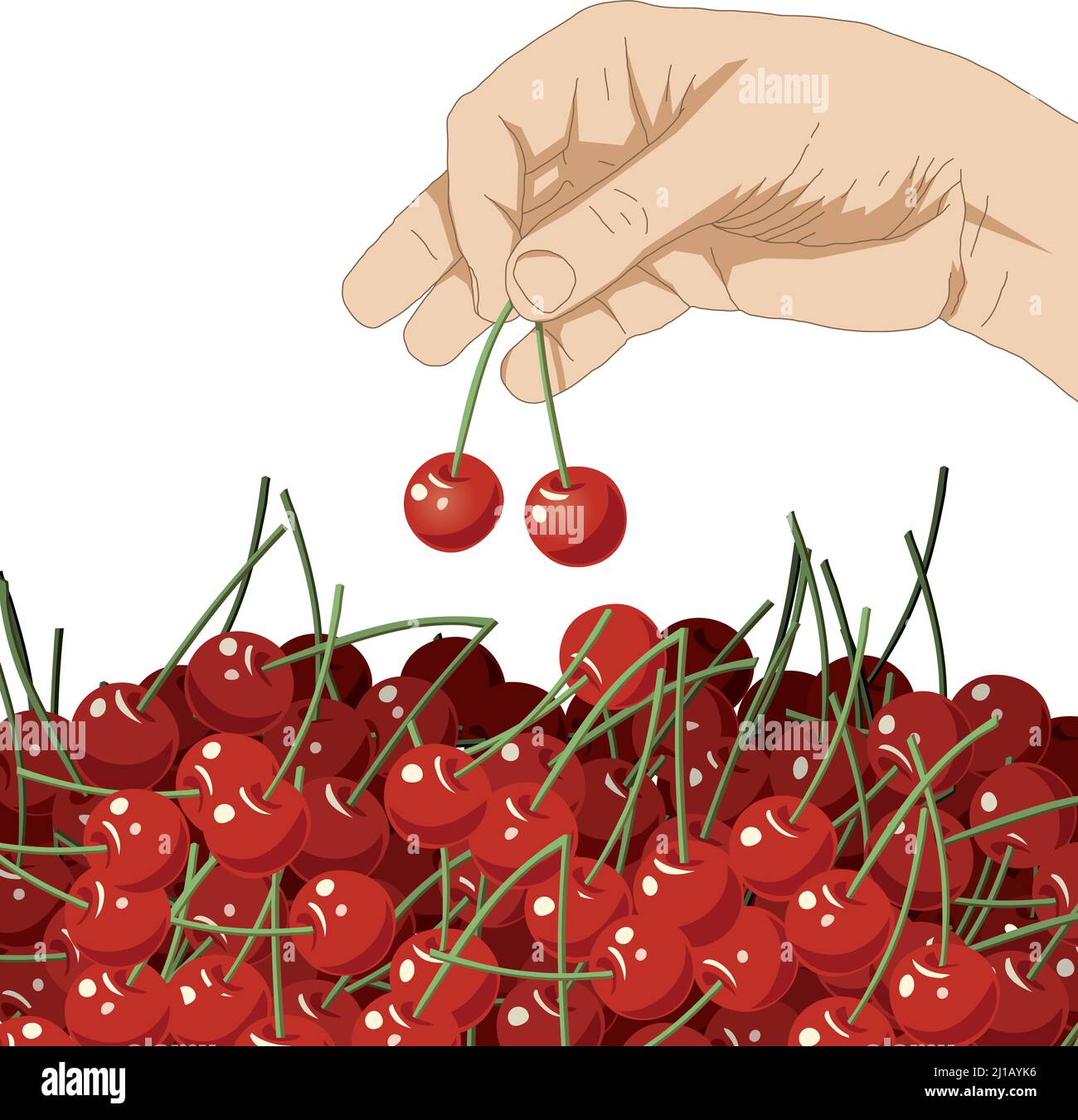 Hand picking cherries, vector illustration Stock Vector Image & Art - Alamy