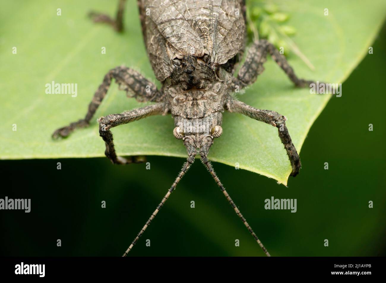 Grey leaf katydid cricket insect, Tettigonia species, Satara ...
