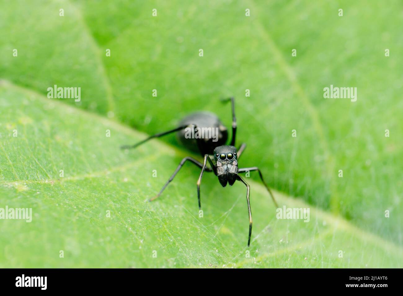 Ant mimic spider , Myrmarachne species, Satara, Maharashtra, India ...
