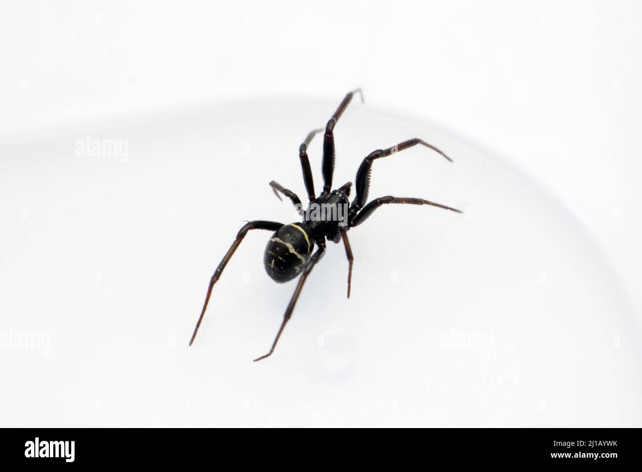 False black widow spider, Steatoda species, Satara, Maharashtra, India ...