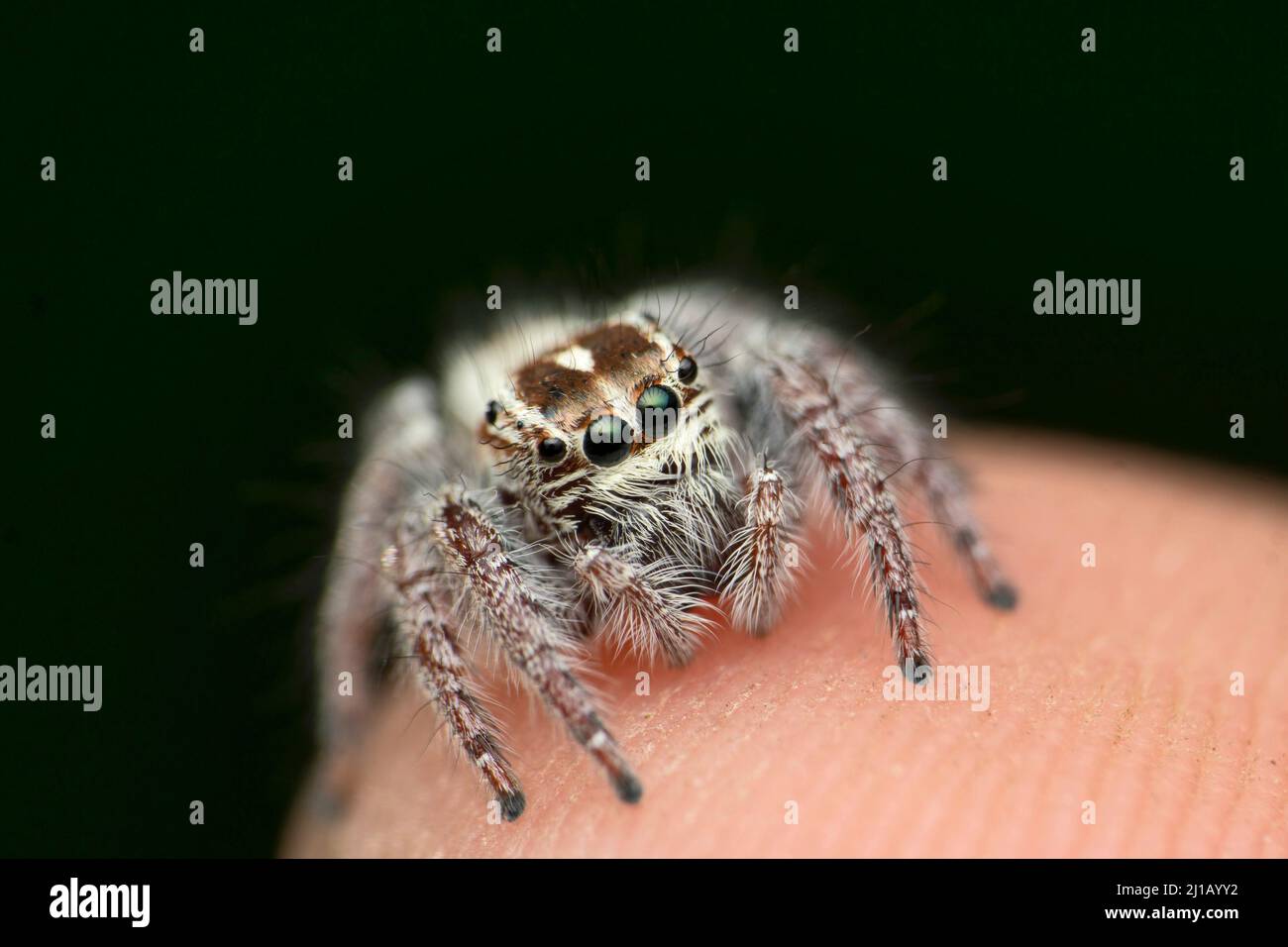 Jumping spider sp., Satara, Maharashtra, India Stock Photo - Alamy