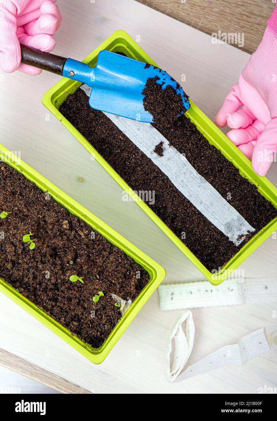 Person growing salad plants in home in spring from white paper seed ...