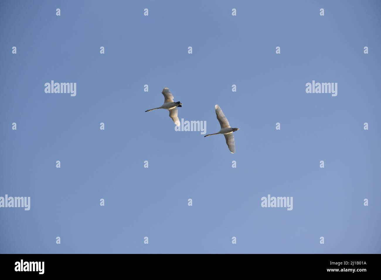 White swan flies in hi-res stock photography and images - Alamy