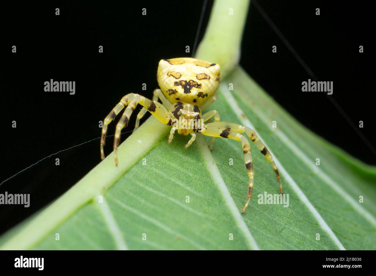 Angular crab hi-res stock photography and images - Alamy