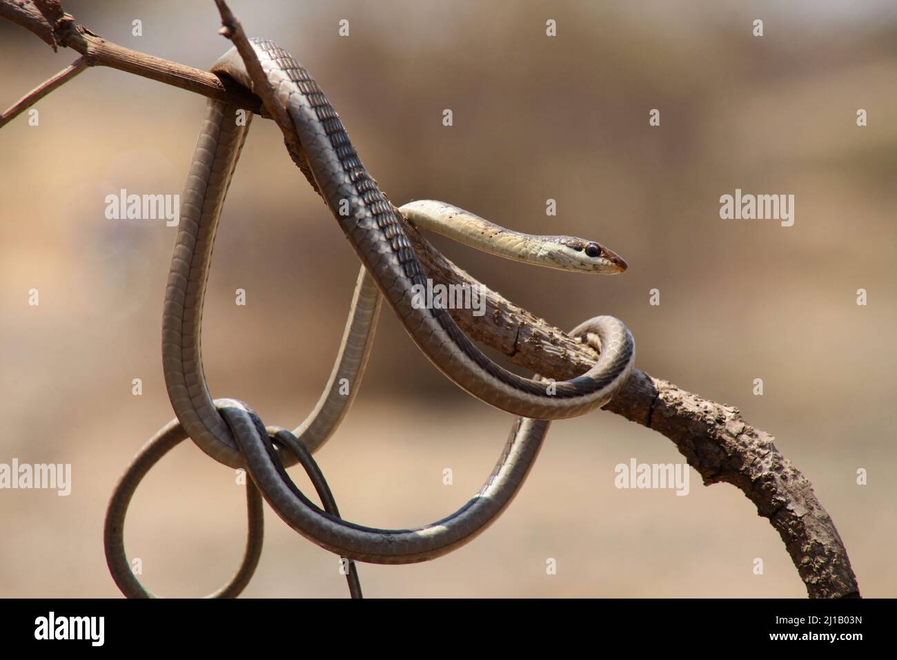 Bronze back tree snake , Dendrelaphis tristis, Satara, Maharashtra ...