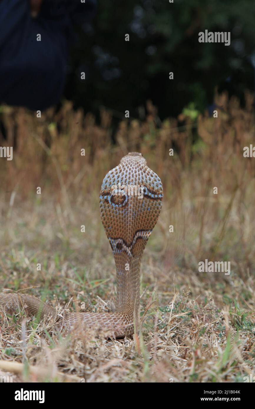 Different hood marks of Indian cobra , naja naja, Satara, Maharashtra ...
