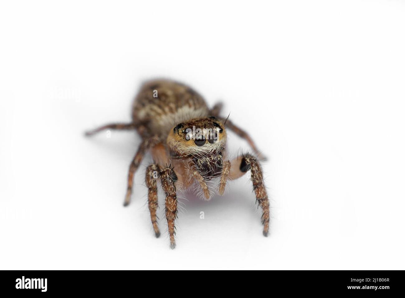 Heavy body jumping spider , Hyllus semicupreus, Satara, Maharashtra ...