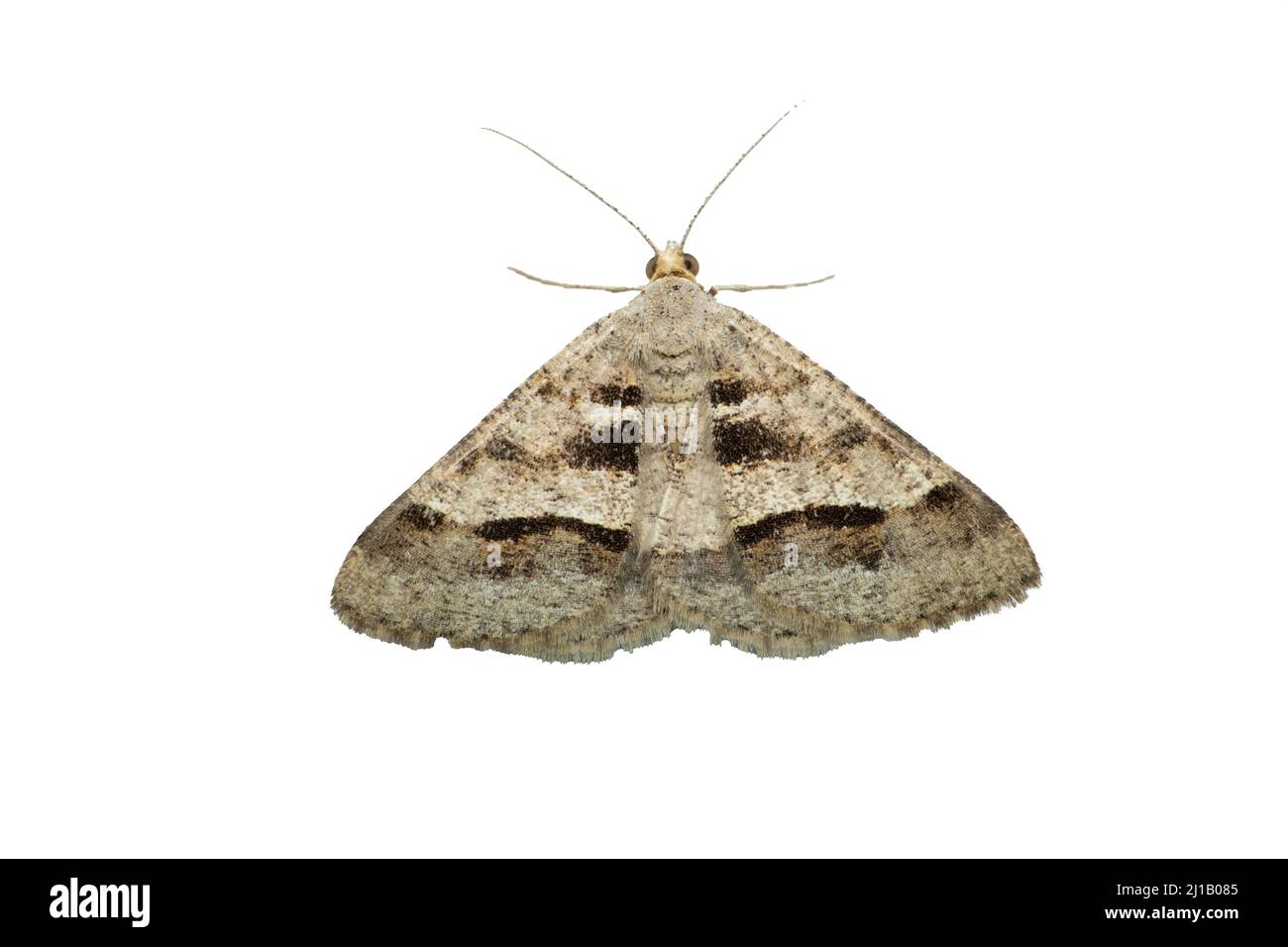 Triangle moth , Duponchelia species, Satara, Maharashtra, India Stock ...