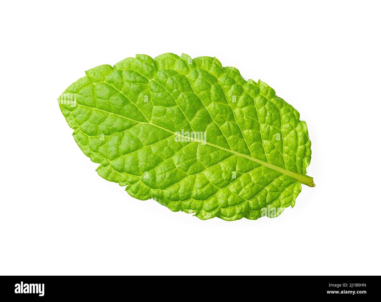 Fresh mint leaf isolated on white background. Green peppermint cutout ...
