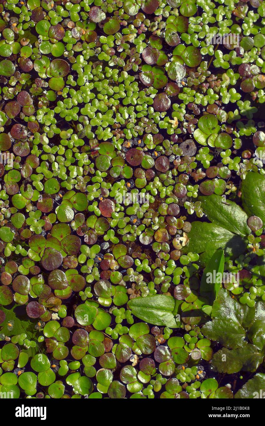 Small duckweed plants hi-res stock photography and images - Alamy