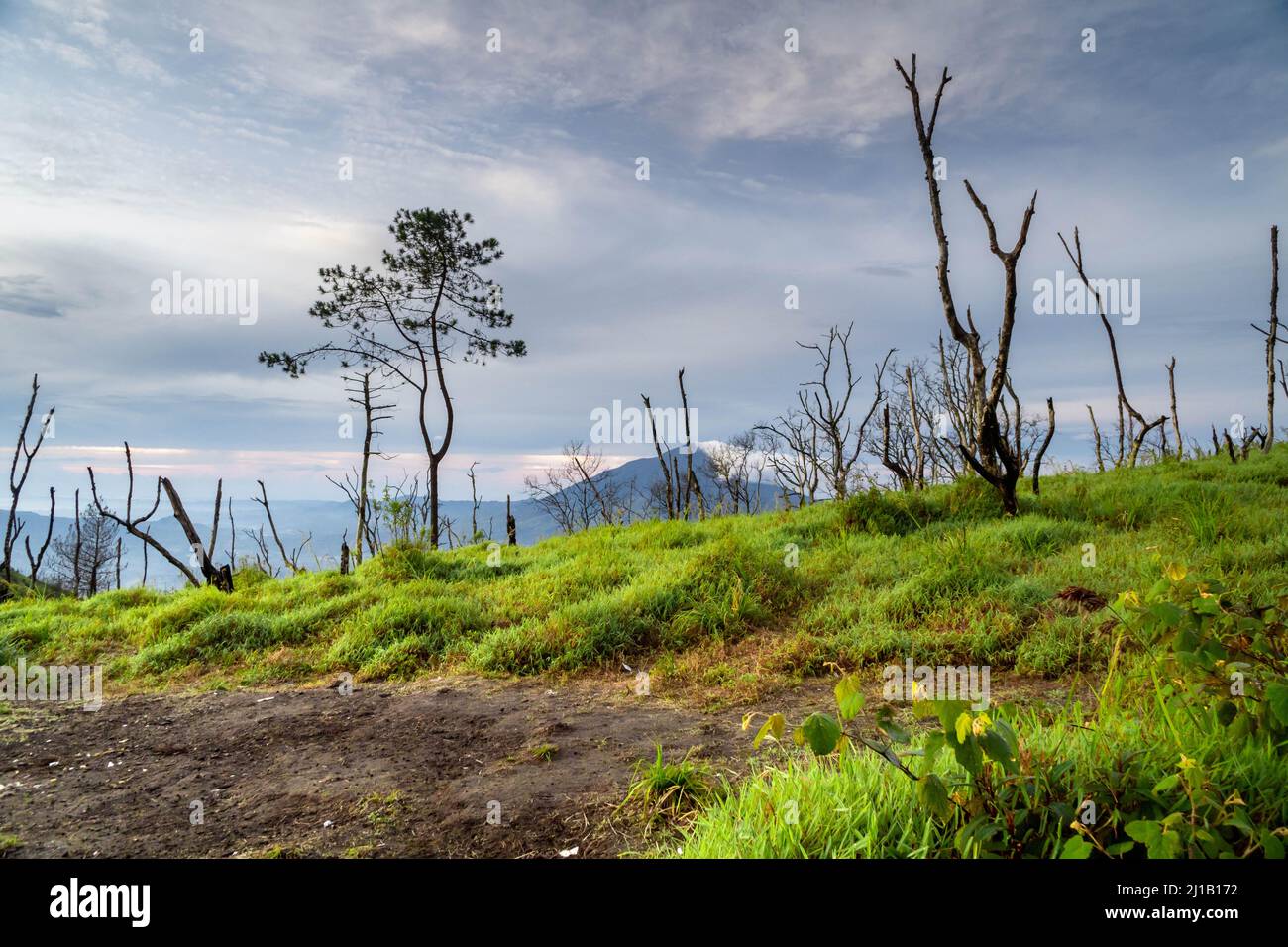View of Indonesia's mountains with wide green grass Stock Photo - Alamy