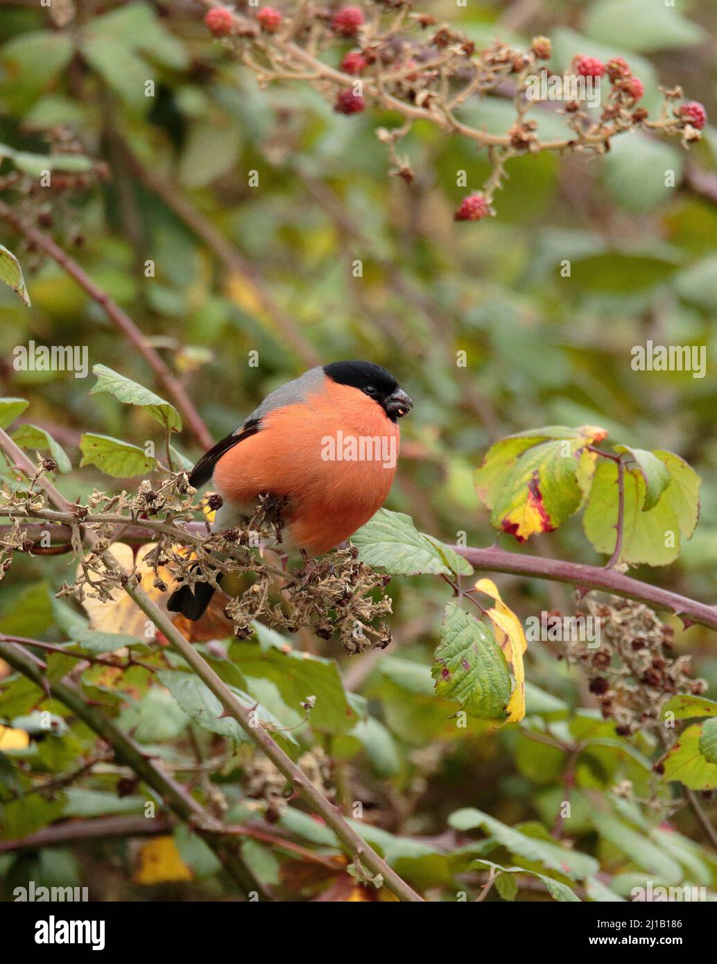 Flying bullfinch uk hi-res stock photography and images - Alamy