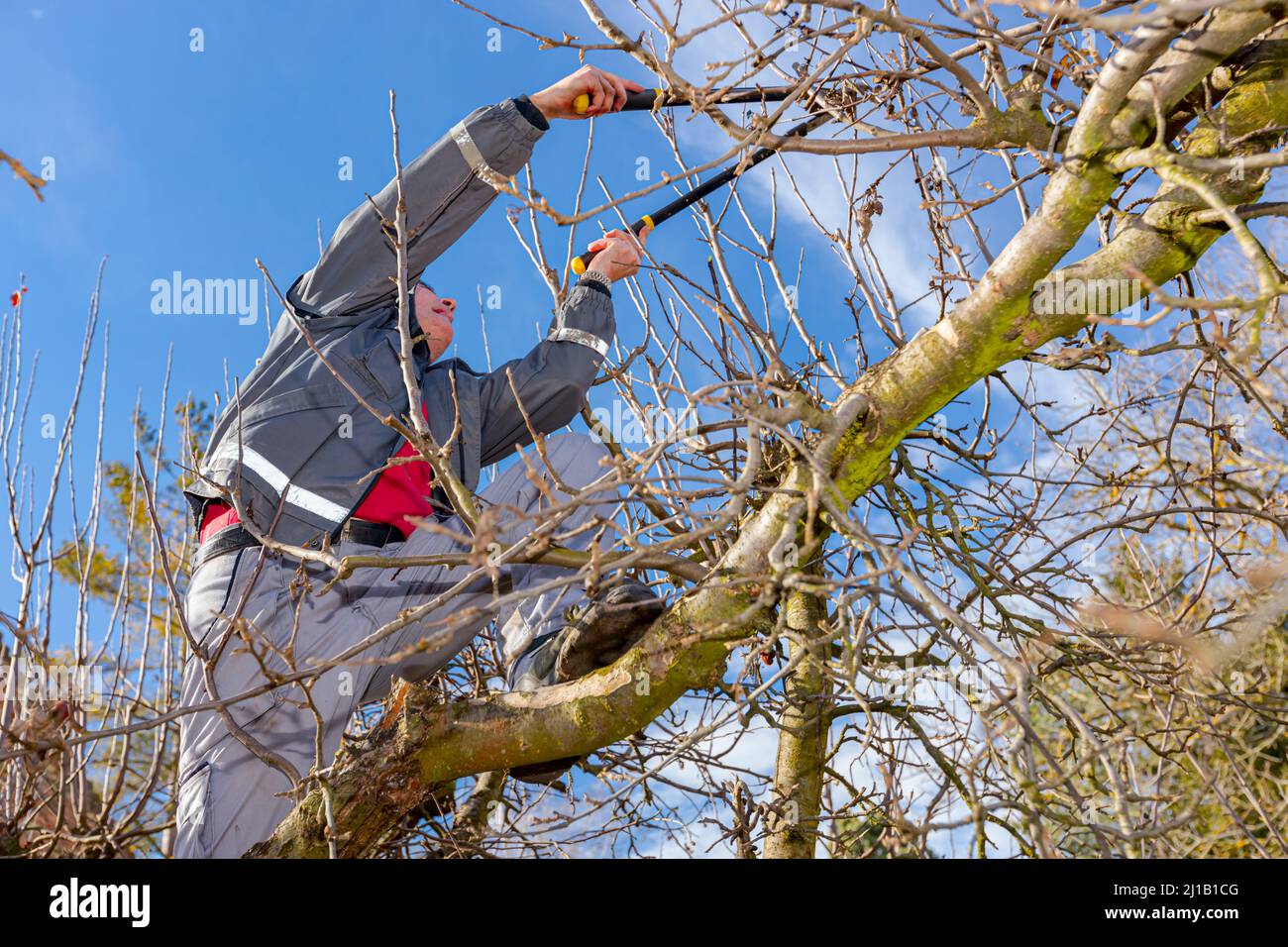 Elderly man, gardener is climbed up in treetop, he is pruning branches ...