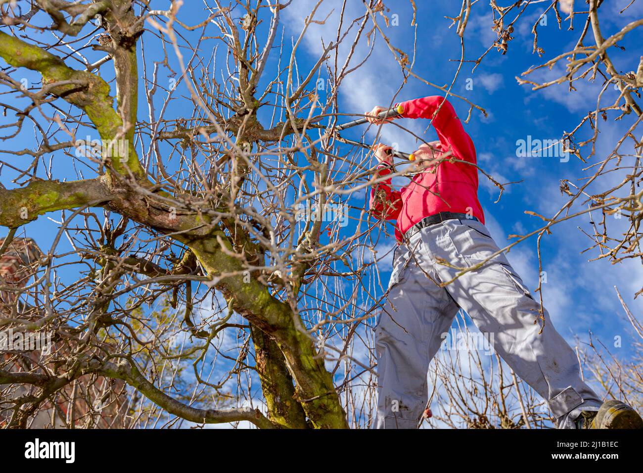Elderly man, gardener is climbed up in treetop, he is pruning branches ...