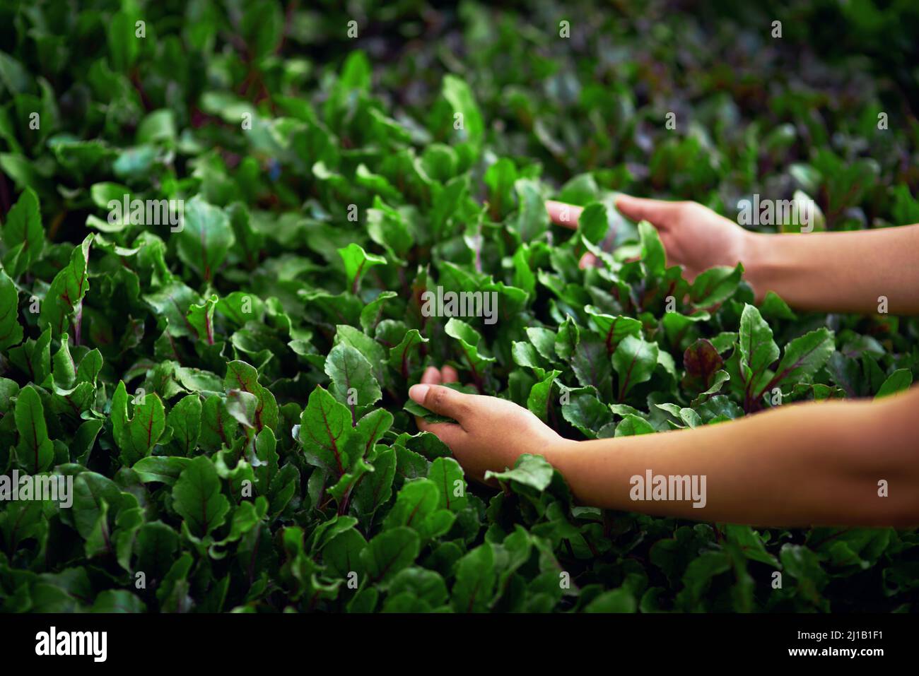 The greener the better. Cropped shot of an unrecognizable female farmer ...