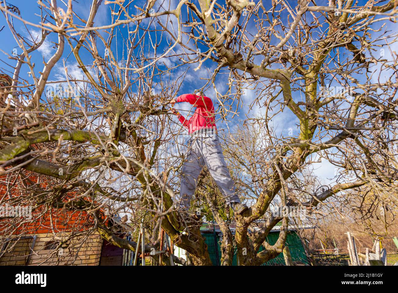 Elderly man, gardener is climbed up in treetop, he is pruning branches ...