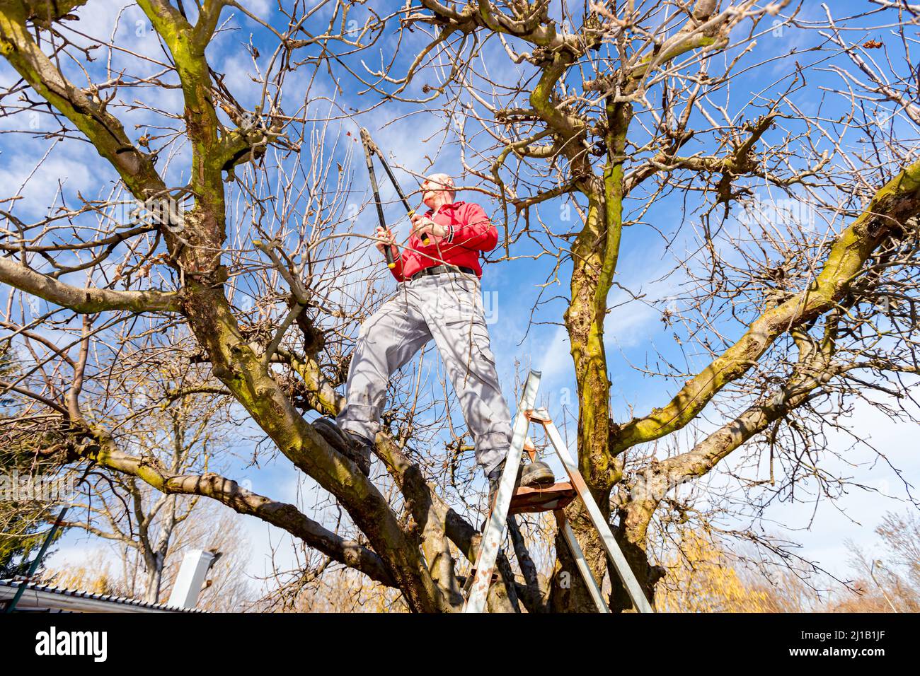 Elderly man, gardener is climbed up in treetop and pruning branches of ...