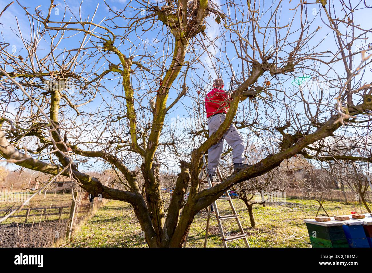 Elderly man, gardener is climbed up in treetop, he is pruning branches ...