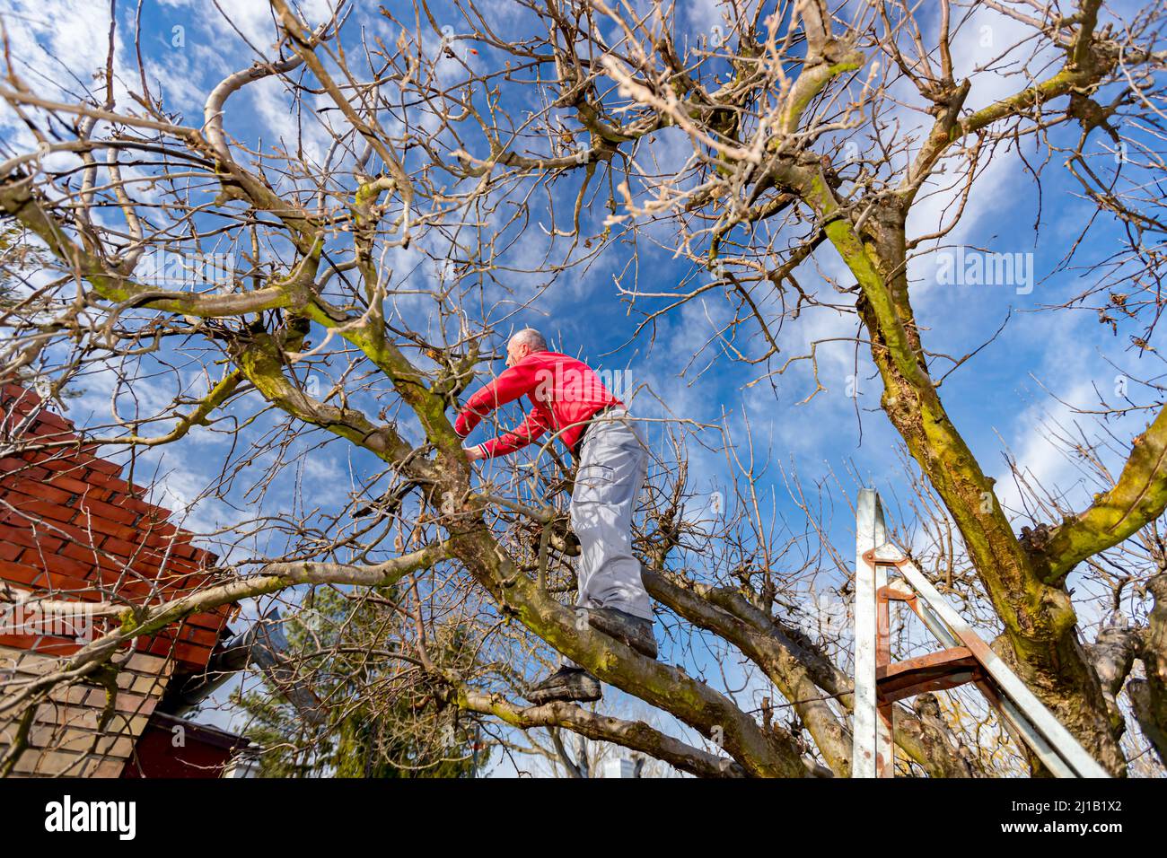Elderly man, gardener is climbed up in treetop, he is pruning branches ...