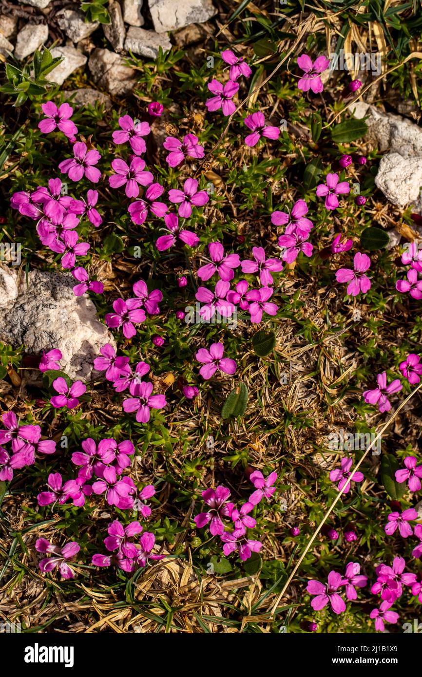 Silene acaulis leaf hi-res stock photography and images - Alamy