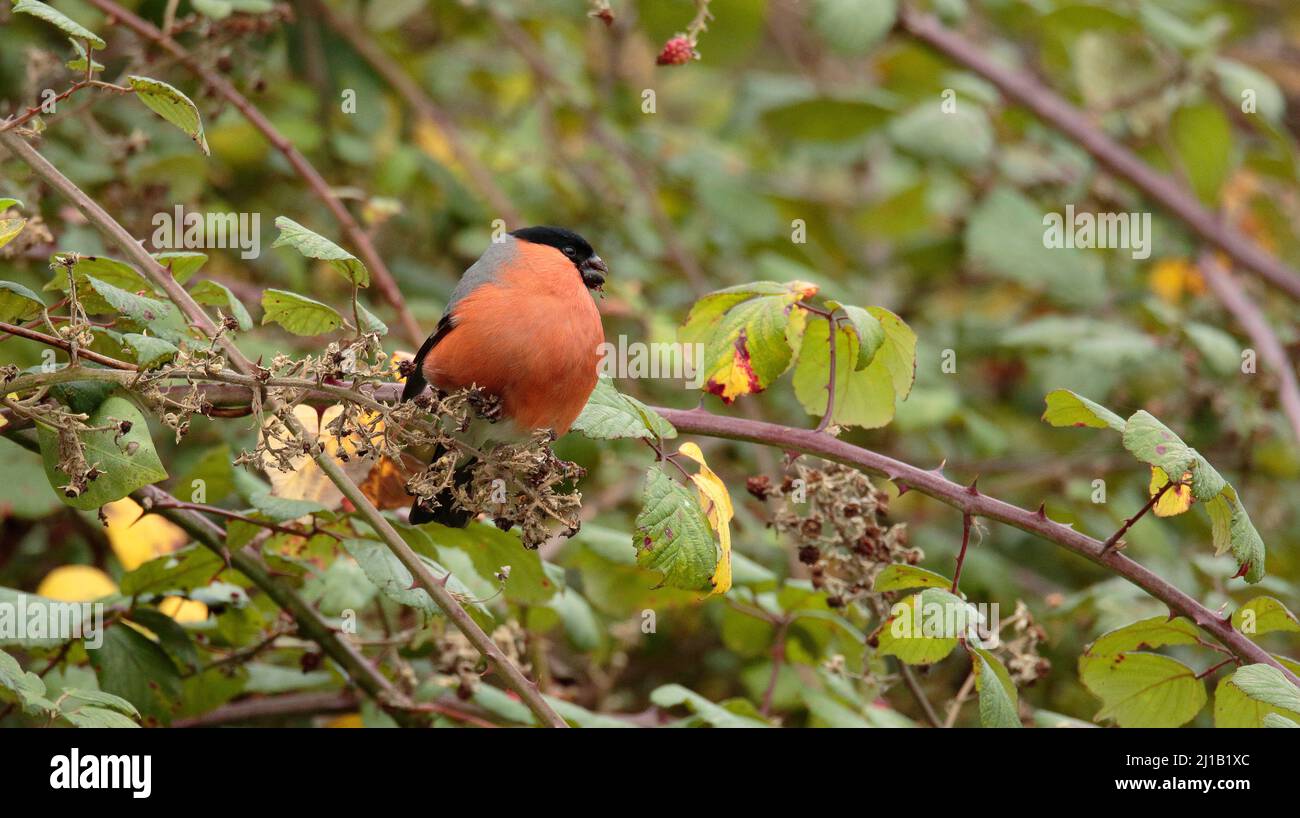 Bullfinch flying uk hi-res stock photography and images - Alamy