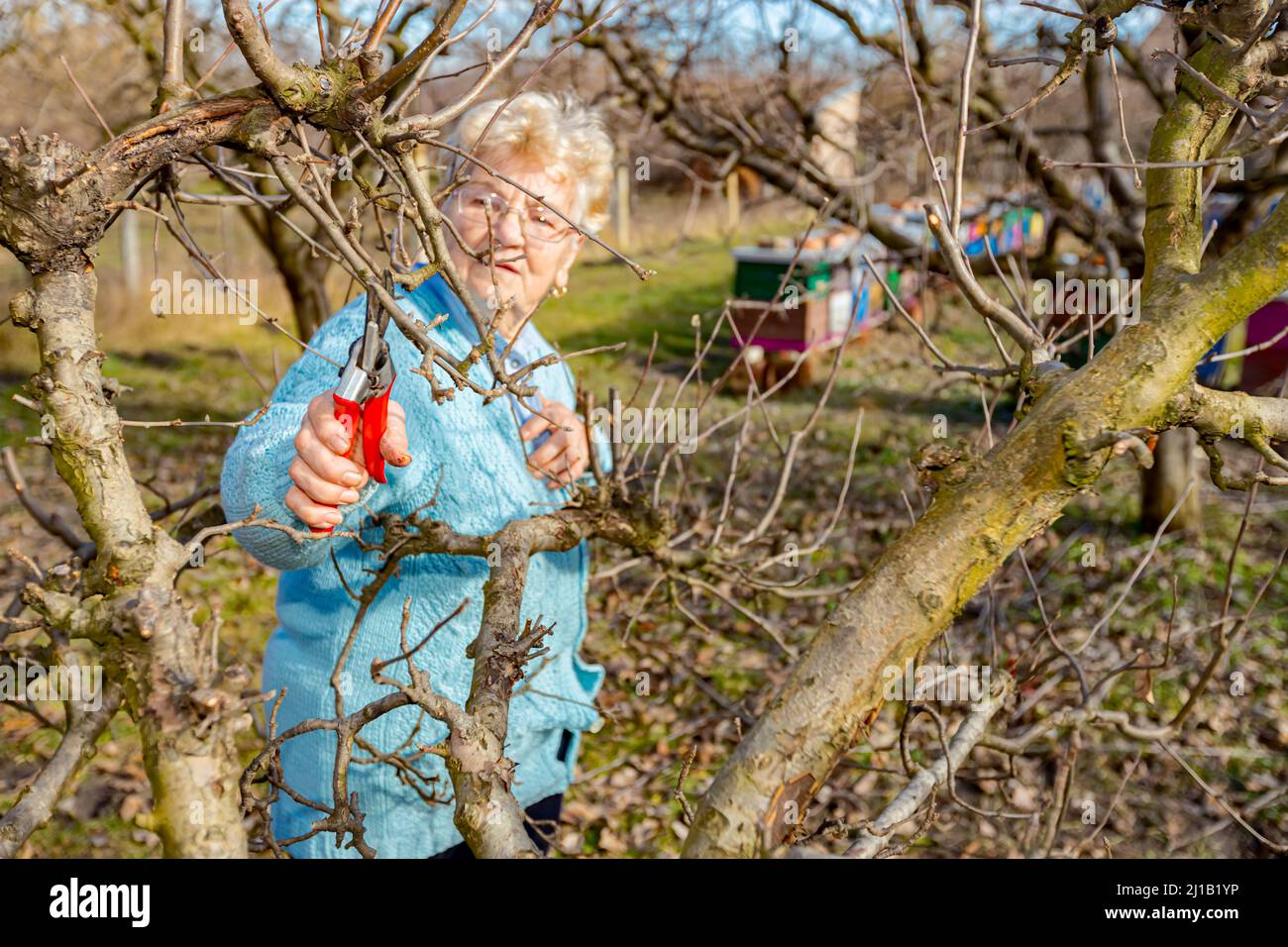 Senior woman is pruning branches of fruit trees in orchard using ...