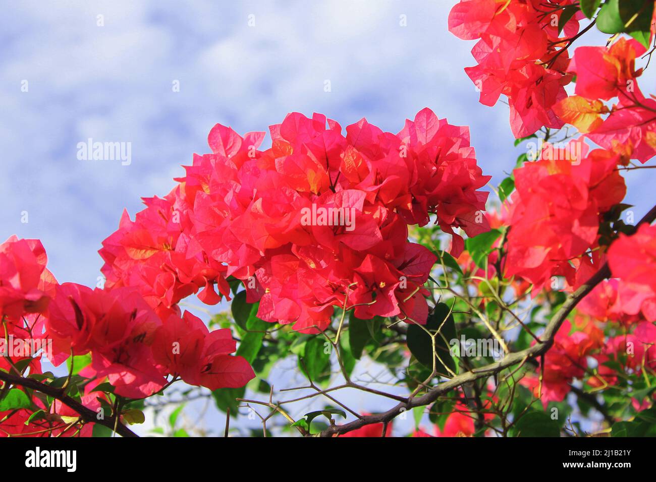 Bunga kertas hi-res stock photography and images - Alamy
