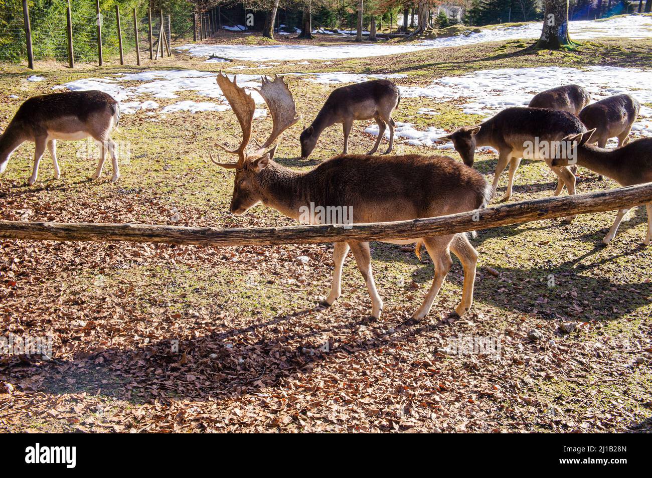 Fallow deer dama dama in the alps hi-res stock photography and images ...