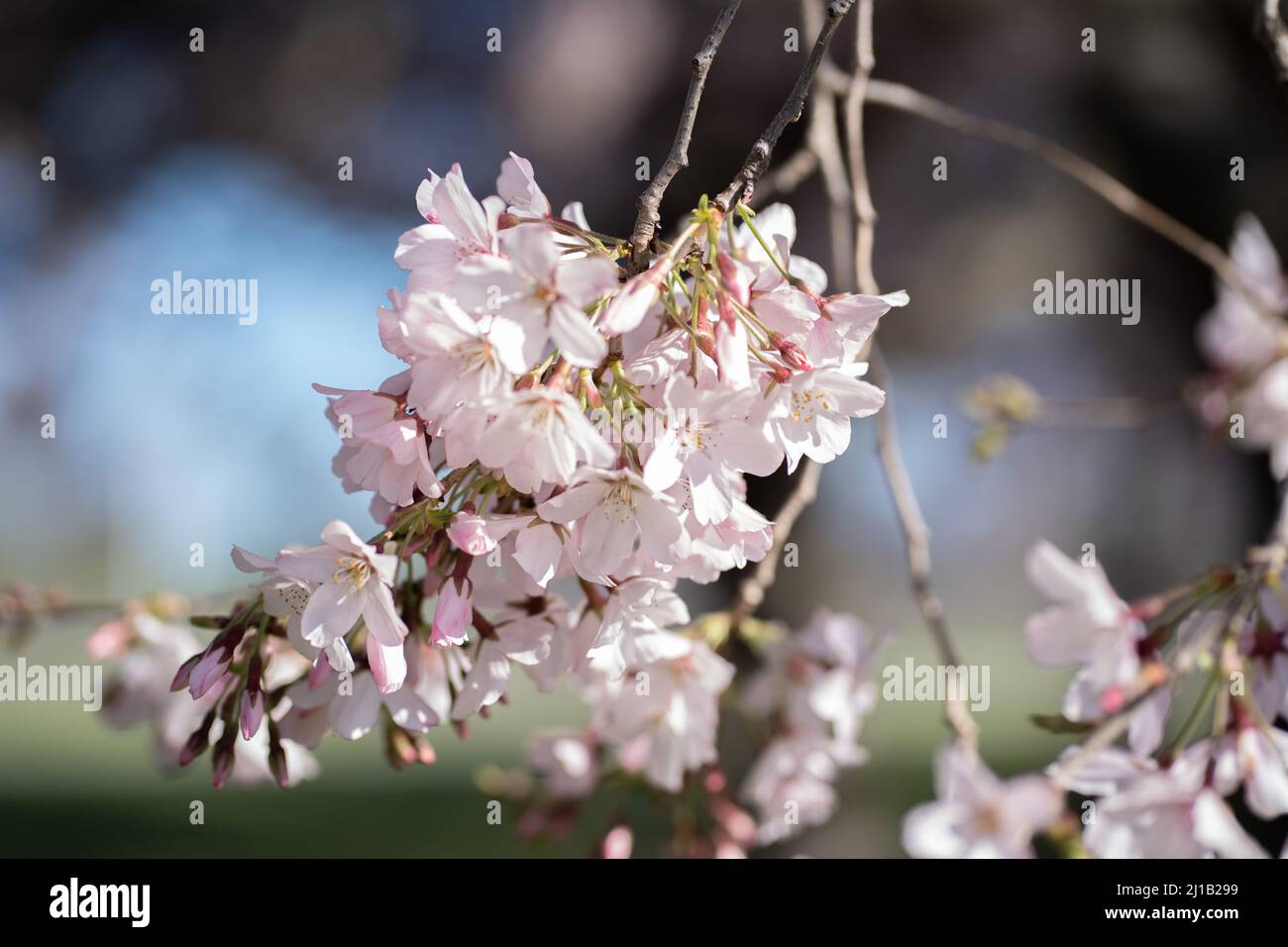 Spring blossoming trees closeup hi-res stock photography and images - Alamy