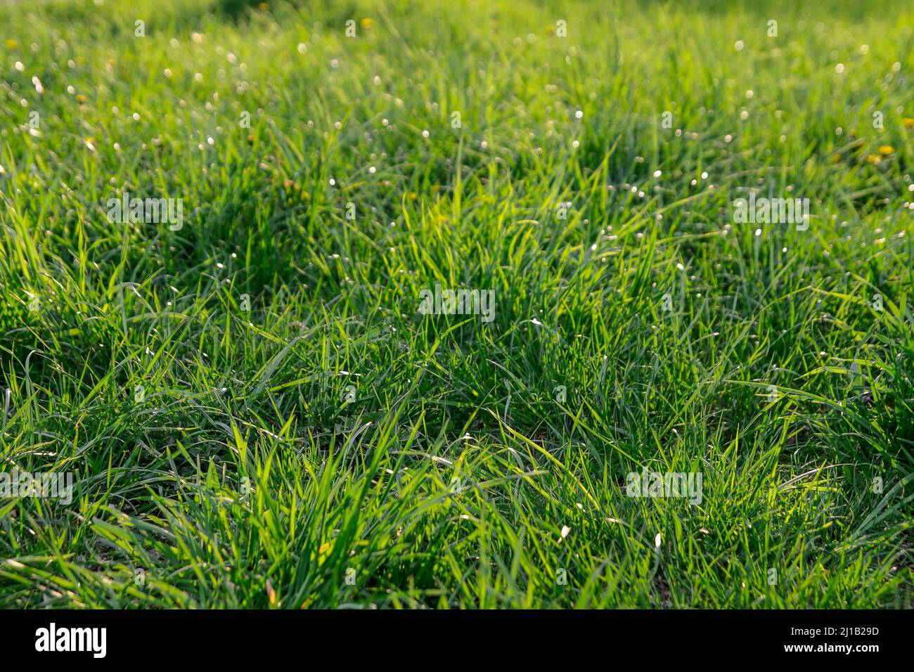 Fresh green grass background. Natural grass texture Stock Photo - Alamy