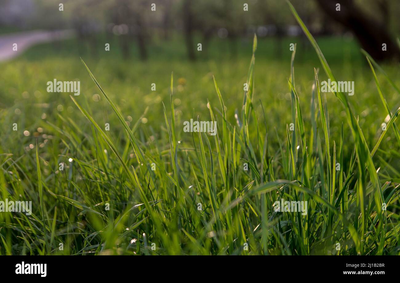 Fresh green grass background. Natural grass texture Stock Photo - Alamy